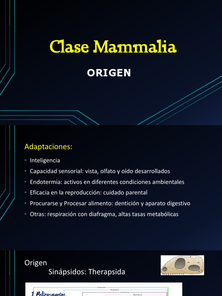 1_Clase Mammalia_sinapsidos | PDF