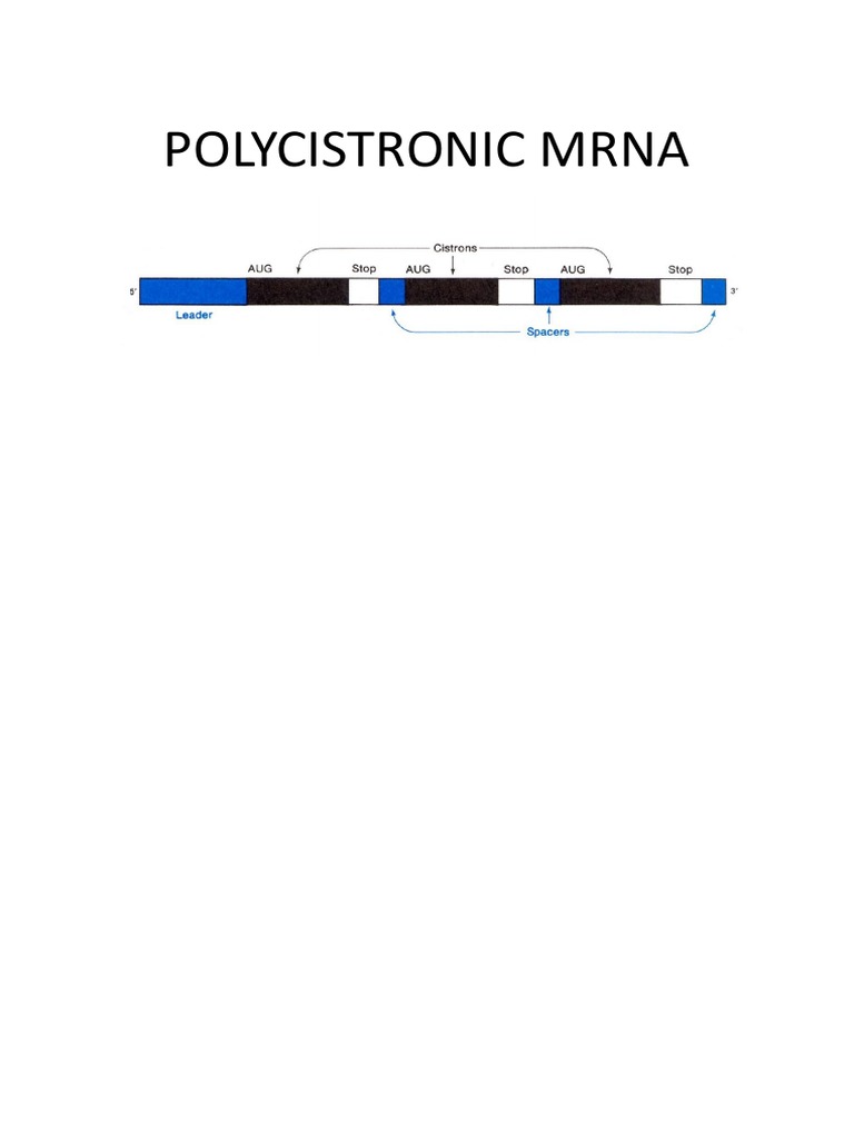 POLYCISTRONIC MRNA | PDF