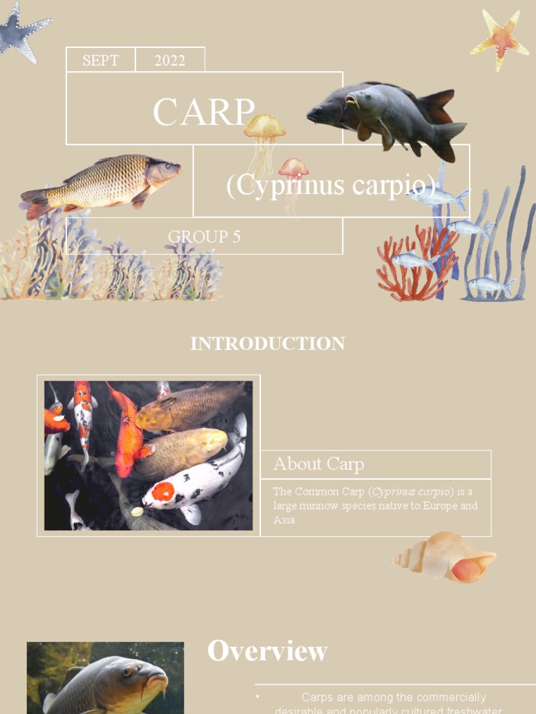 Group 5 Carp | PDF