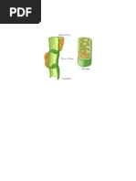 Tejido Conductor Vegetal | PDF | Fisiología de las plantas | Botánica