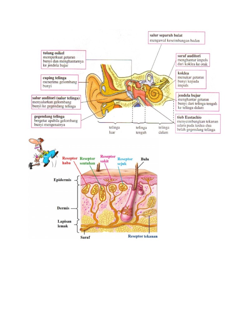 Umai Punye Sains Organn THIS IS FOR SCIENCEEEEEEEEEEEE GRRRR | PDF