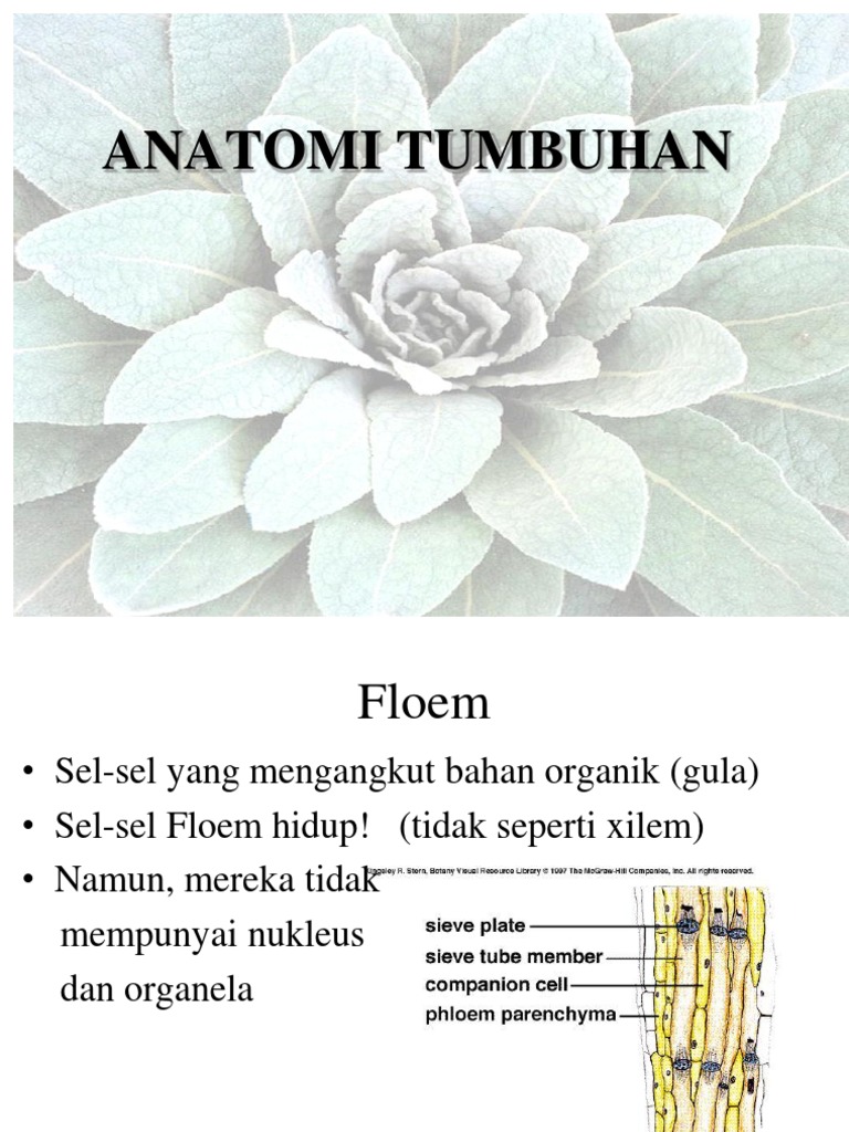 Bab 9 Anatomi Tumbuhan-02 | PDF | Griya & Taman | Kesehatan Holistik