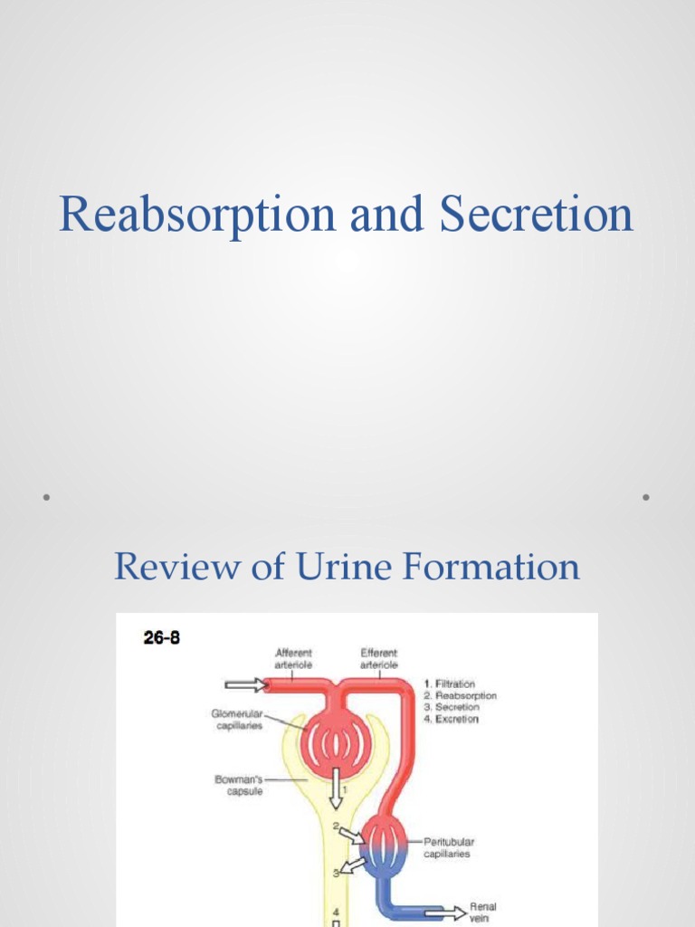 Tubular Reabsorption and Secretion | PDF | Kidney | Biochemistry