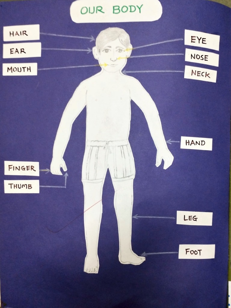 Our Body For KG Student | PDF