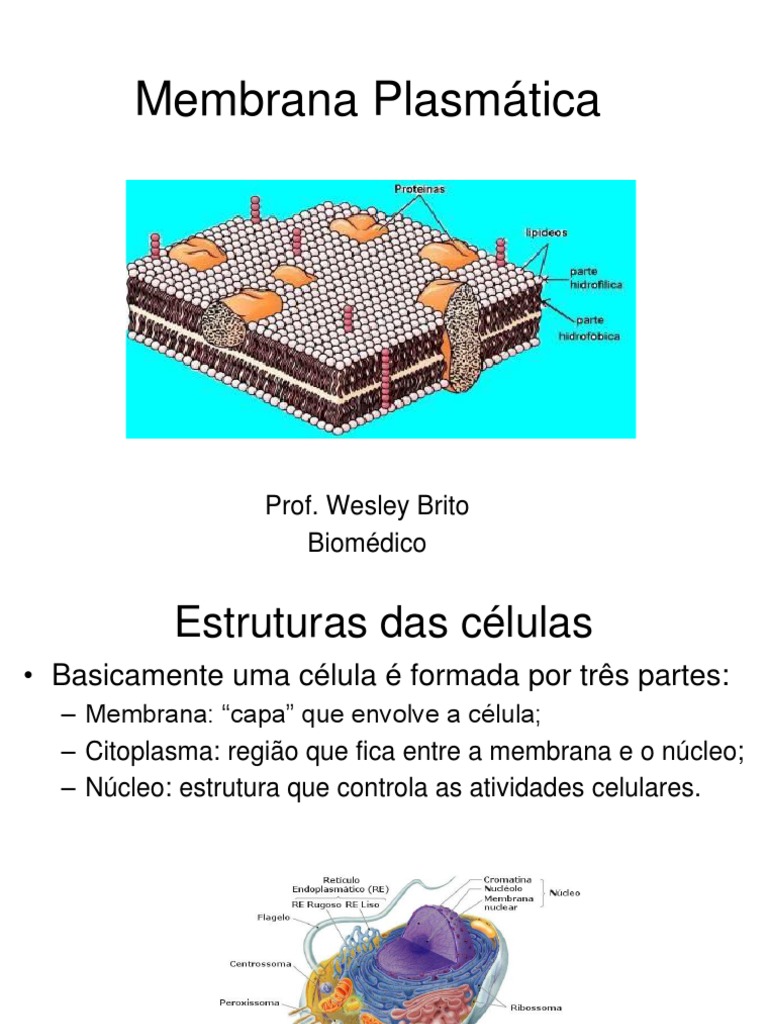 Aula 03 - Membrana Plasmática | PDF | Membrana celular | Osmose