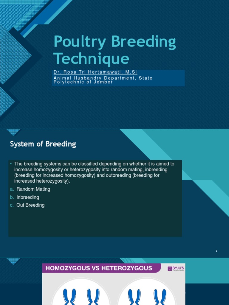 Poultry Breeding Technique | PDF