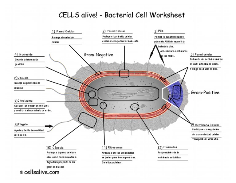 Bio-Benítezd 1pd C Bacterial Cell Model | PDF | Biología Celular) | Las bacterias