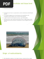 Frog Anatomy and Systems Guide | PDF | Vertebra | Peritoneum