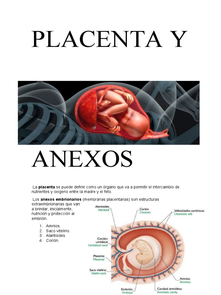 Placenta | PDF | Placenta | Feto