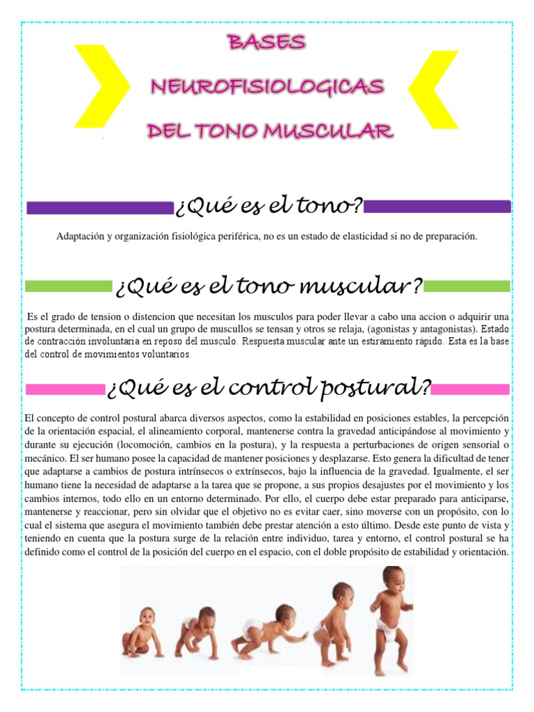 Bases Neurofisiologicas Del Tono Muscular PDF | PDF | Cerebro | Músculo ...