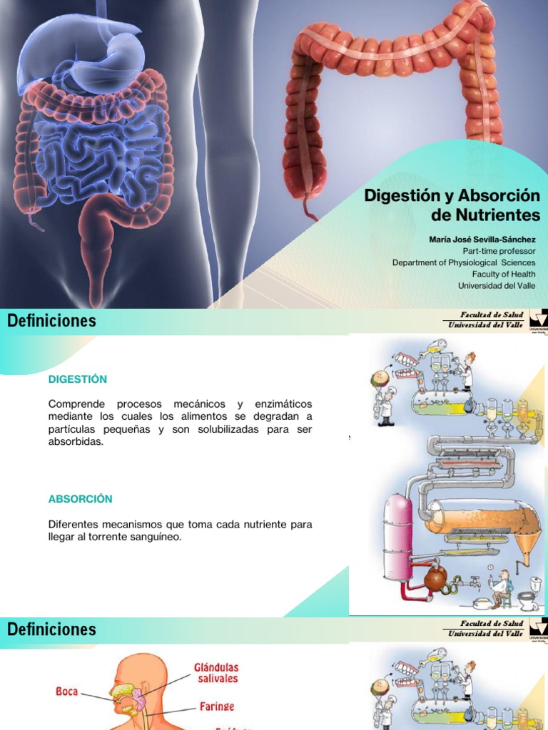 Digestión y Absorción de Nutrientes_MJSS | PDF