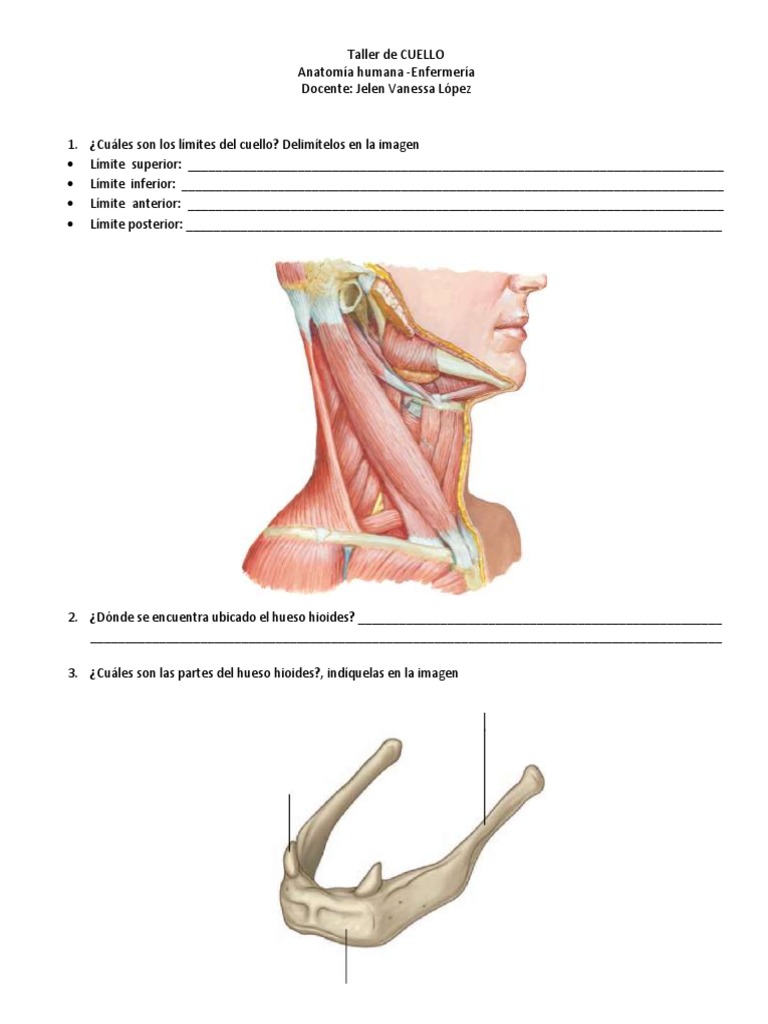 Taller de Cuello Enfermería | PDF | Anatomía humana | Cabeza y cuello humanos