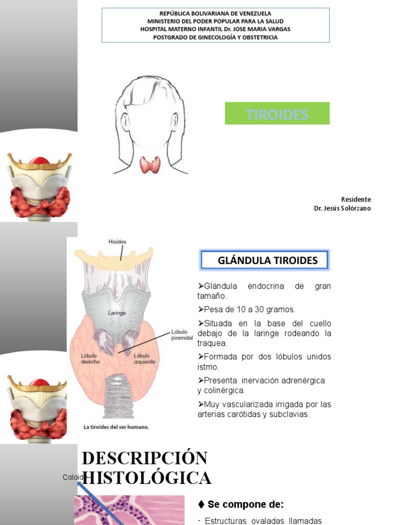 tiroides | PDF | Tiroides | Hormona estimulante de la tiroides