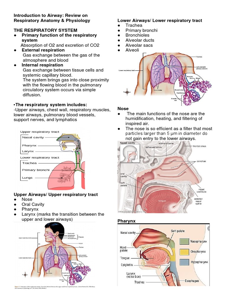 Airway Management Lec 1 | PDF | Respiratory Tract | Lung