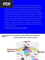 Entendendo a Quimiotaxia | PDF | Quimiotaxia | Sistema imunológico