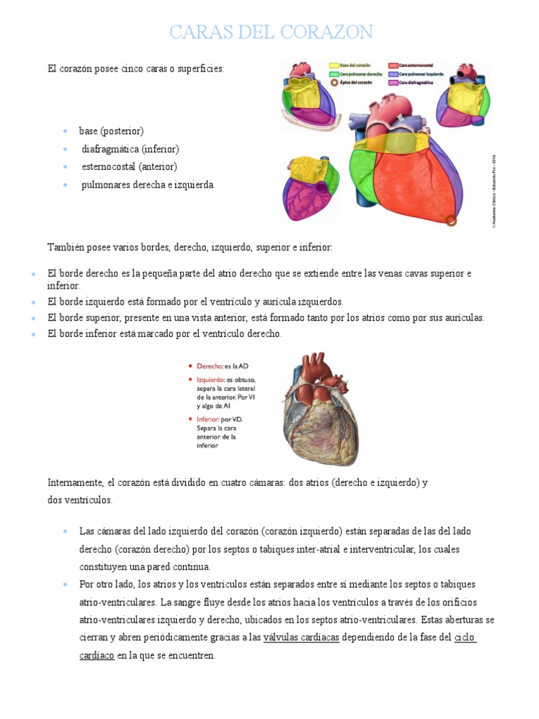 Caras Del Corazon | PDF | Corazón | Ventrículo (corazón)