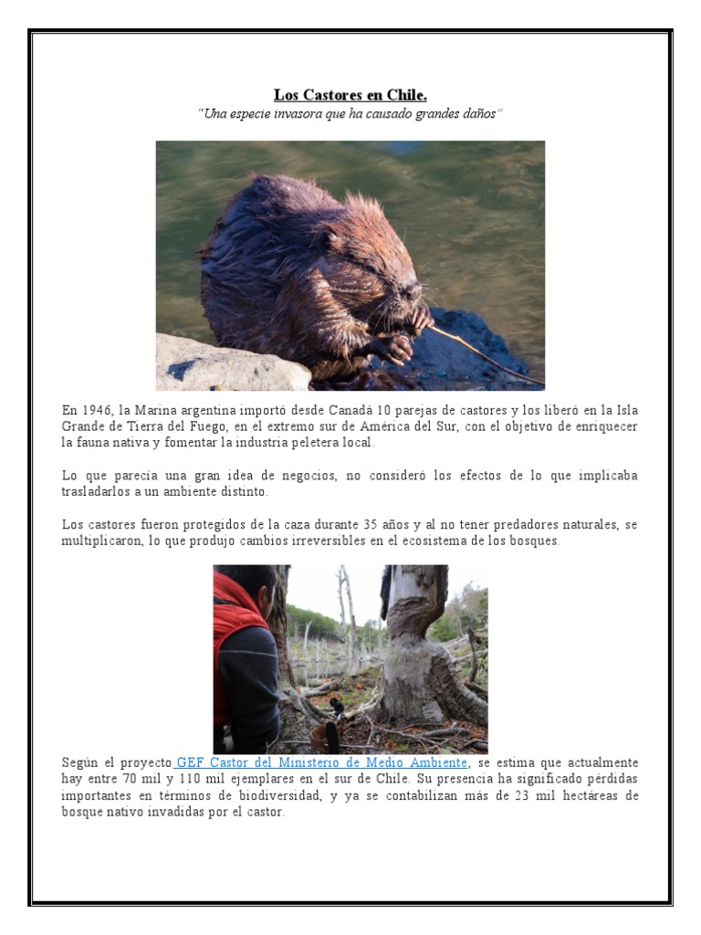 Los Castores en Chile | PDF | Castor | Los bosques