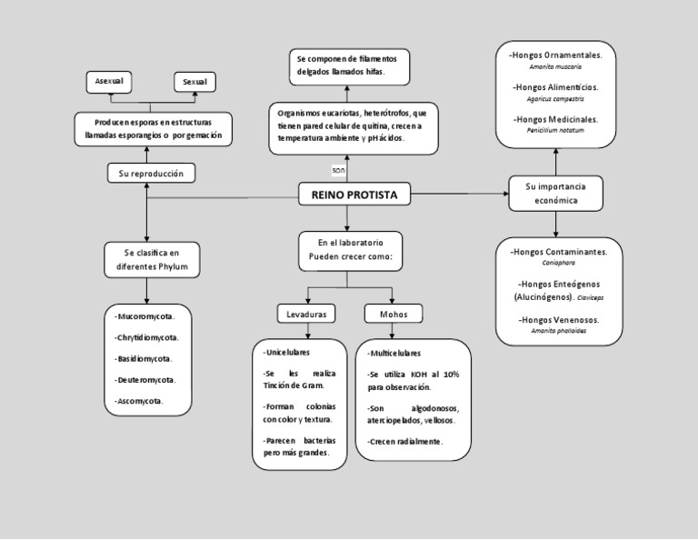 Mapa Conceptual Reino Protista 2 | PDF
