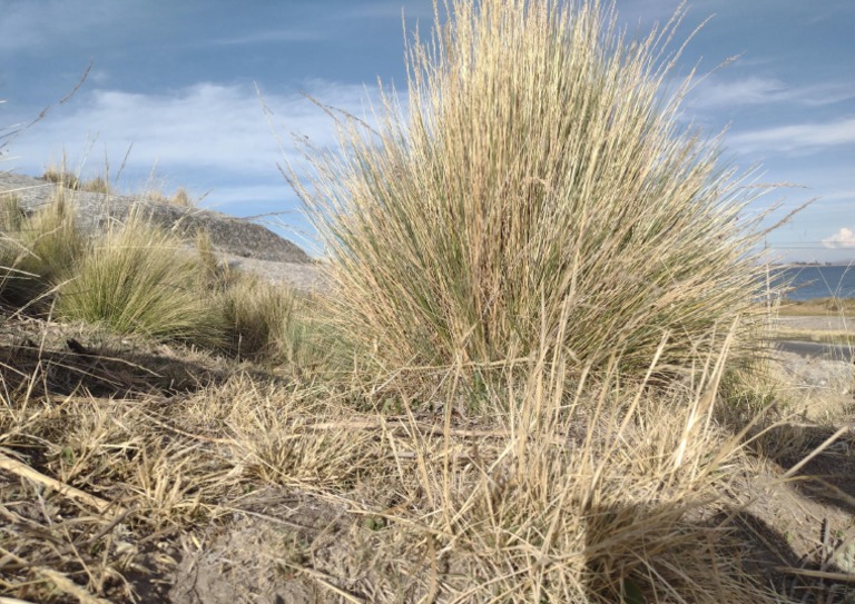 El Ichu - Altiplano | PDF