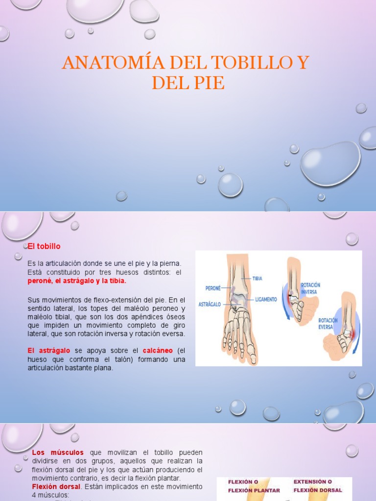 Anatomía Del Tobillo y | PDF | Tobillo | Pie