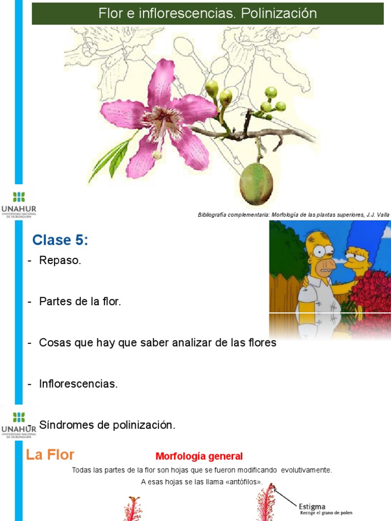 Morfología Floral y Polinización | PDF | Flores | Reproducción de plantas