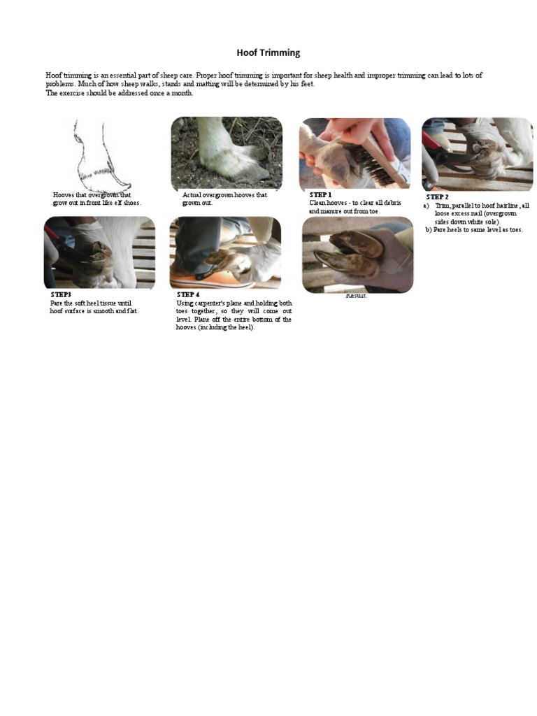 Essential Guide to Sheep Hoof Trimming | PDF