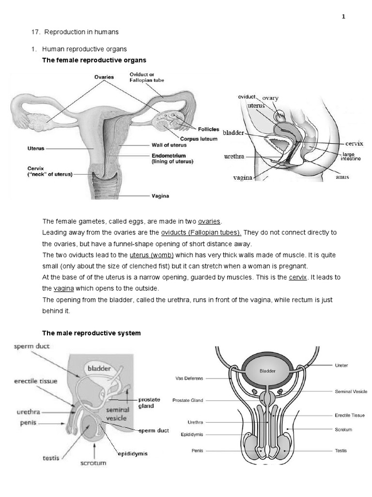 Reproduction in Humans | PDF | Human Reproduction | Testicle