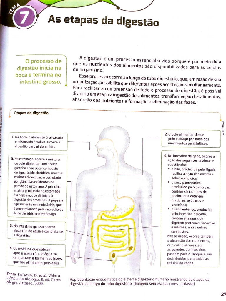 Etapas da Digestão Humana | PDF