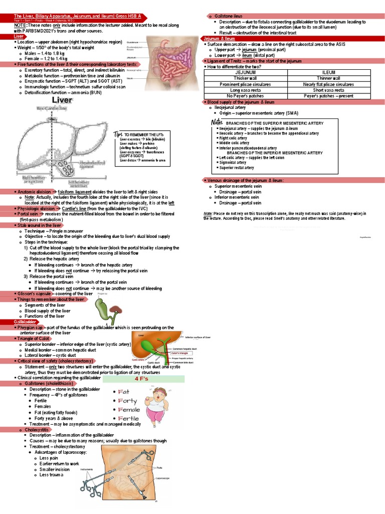 Gross HSB A (INCOMPLETE) - The Liver, Gallbladder, Jejunum, and Ileum | PDF | Liver | Gallbladder