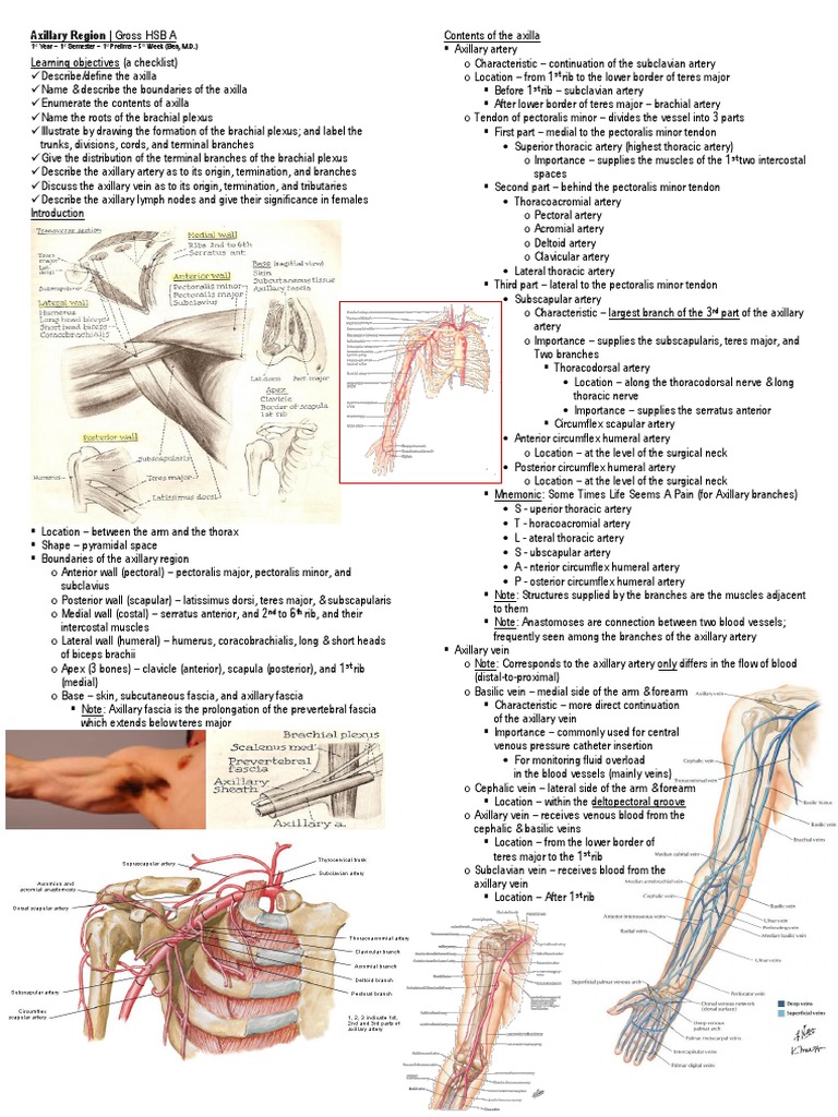 Axillary Region Anatomy and Function | PDF | Arm | Limbs (Anatomy)