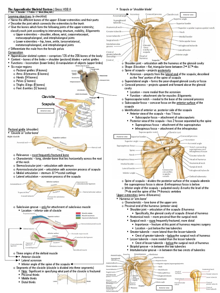 Gross HSB A - Appendicular Skeletal System | PDF | Lower Limb Anatomy ...