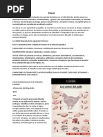 Cuento El Pollo Pepe | PDF