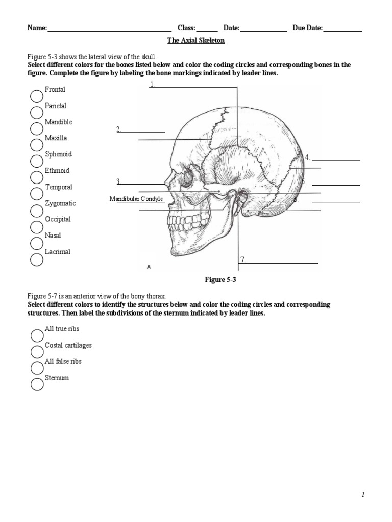 Axial Skeleton Labeling Worksheet | PDF | Vertebral Column | Vertebra