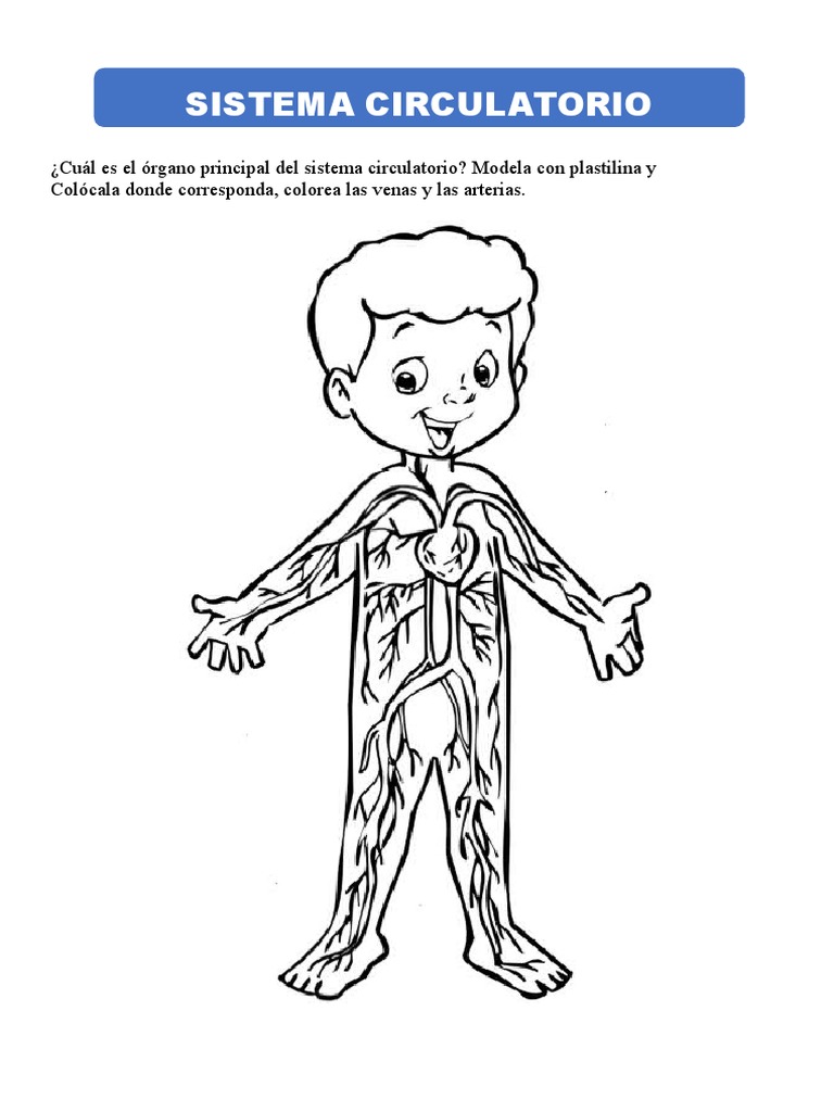Sistema Circulatorio Para Ninos De Cuatro Anos Pdf