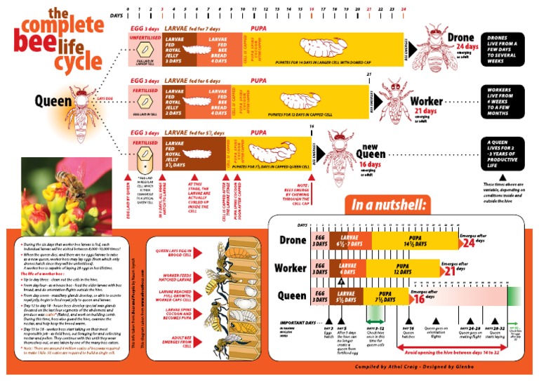 Honey Bee Life Cycle Chart | PDF