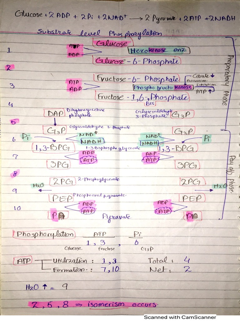 Respiration Notes | PDF
