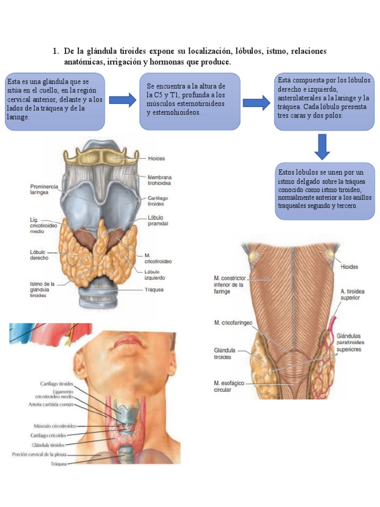 Anatomia de La Glandula Tiroides | PDF