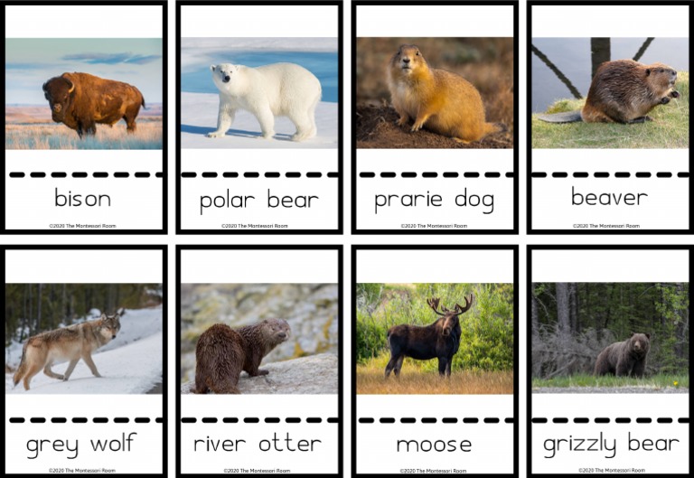 Nomenclature Cards - Animals of Canada | PDF