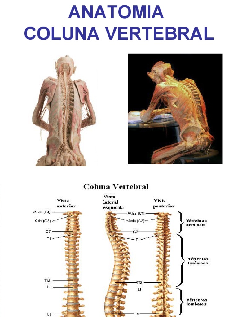 Anatomia Funcional Da Coluna Vertebral – FFPKG