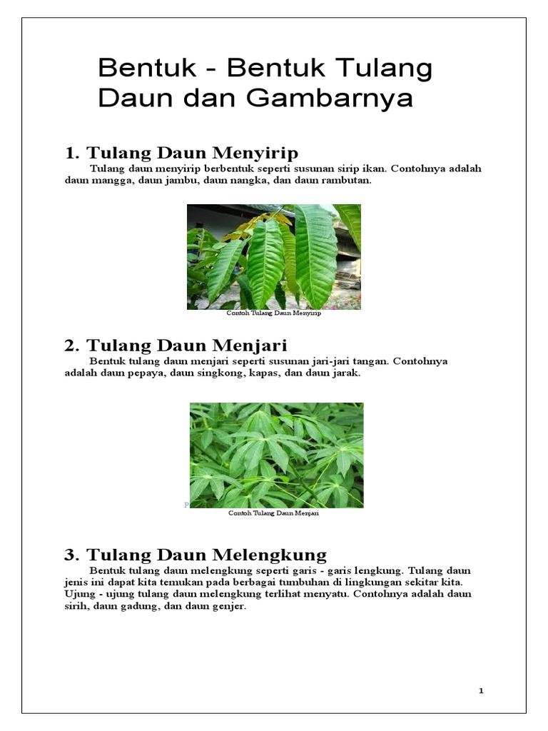 Bentuk Tulang Daun | PDF