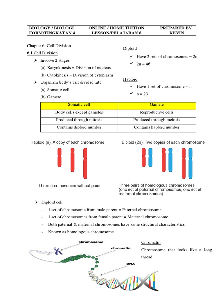 Chapter 6 Cell Division | PDF | Meiosis | Mitosis