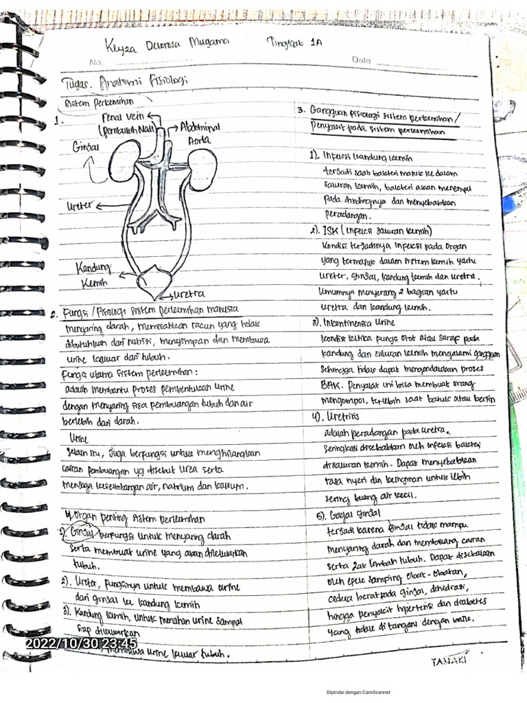 Anatomi fisiologi perkemihan Keyza Mugama | PDF