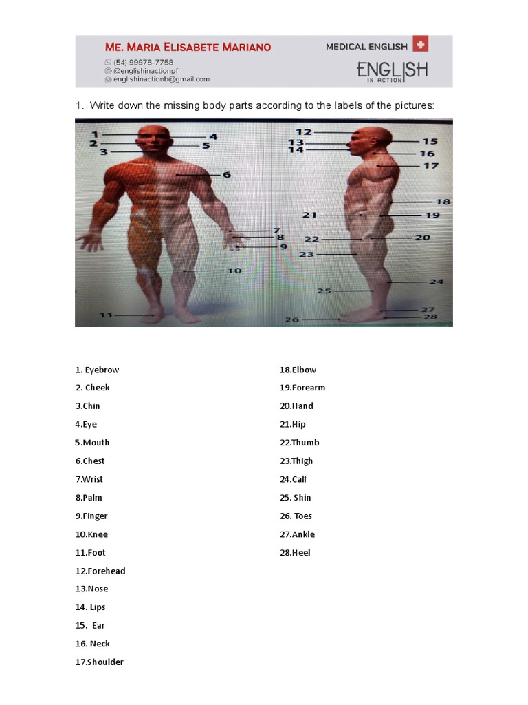 Body Parts Exercise | PDF | Hand | Human Anatomy