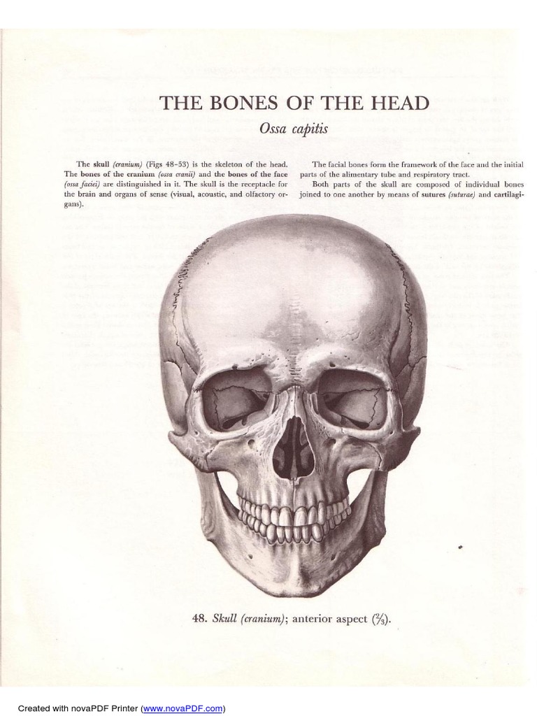 The Skull | PDF