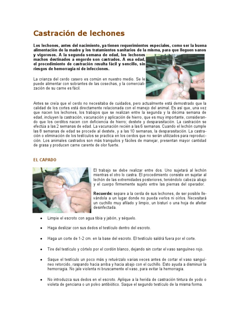 Castración de Lechones | PDF