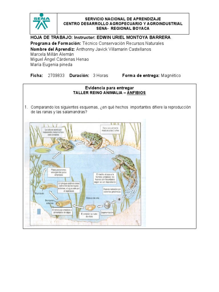 Taller Anfibios - Actividad | PDF | Ciencia y matemáticas