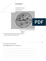 Magnification Worksheet | PDF | Units Of Measurement | Teaching Mathematics