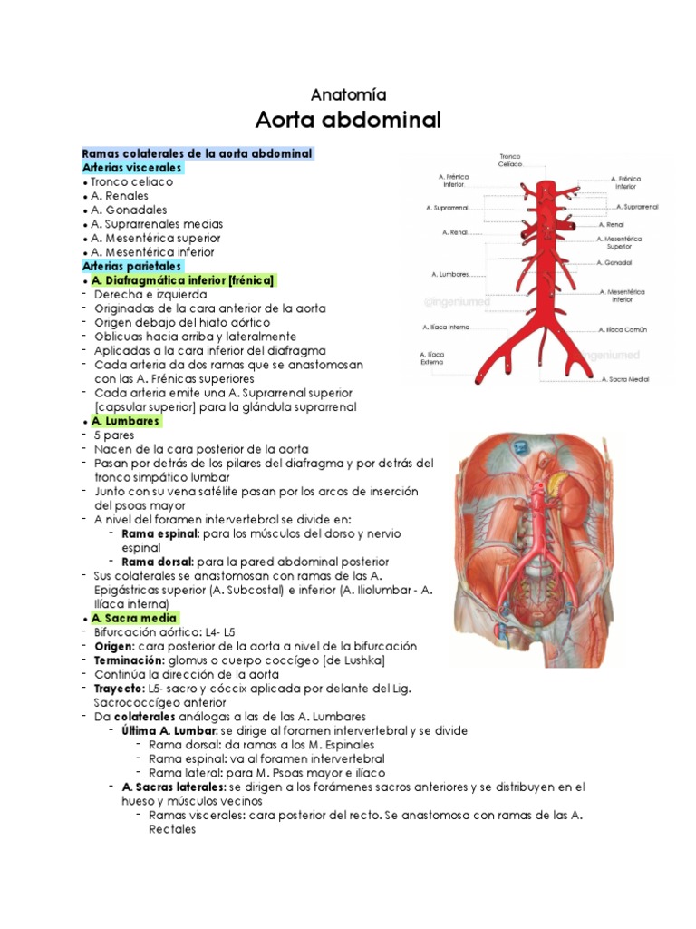Aorta Abdominal | PDF | Abdomen | Aorta