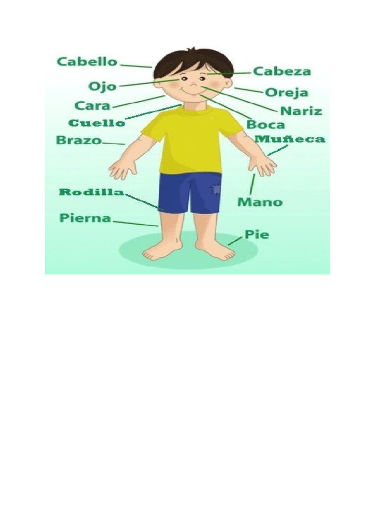 Dibujo Del Cuerpo Humano Pdf