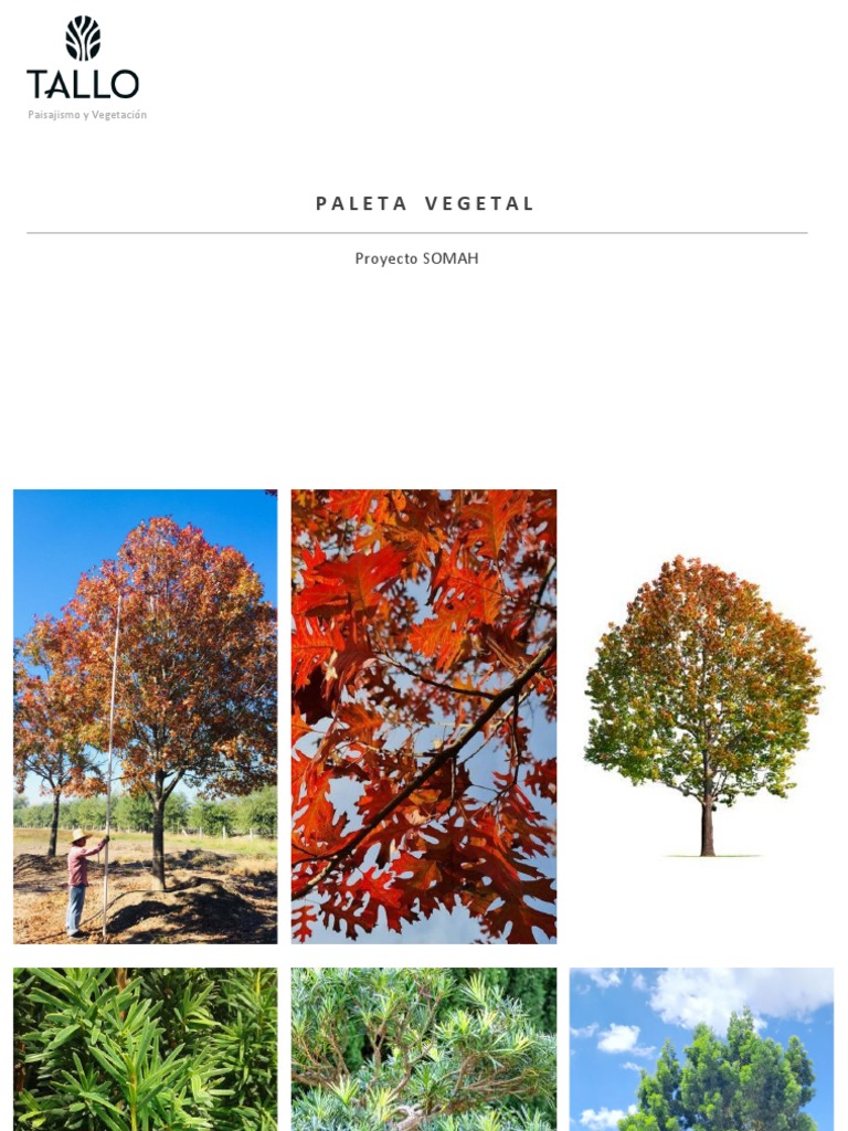 Paleta Vegetal 1 | PDF